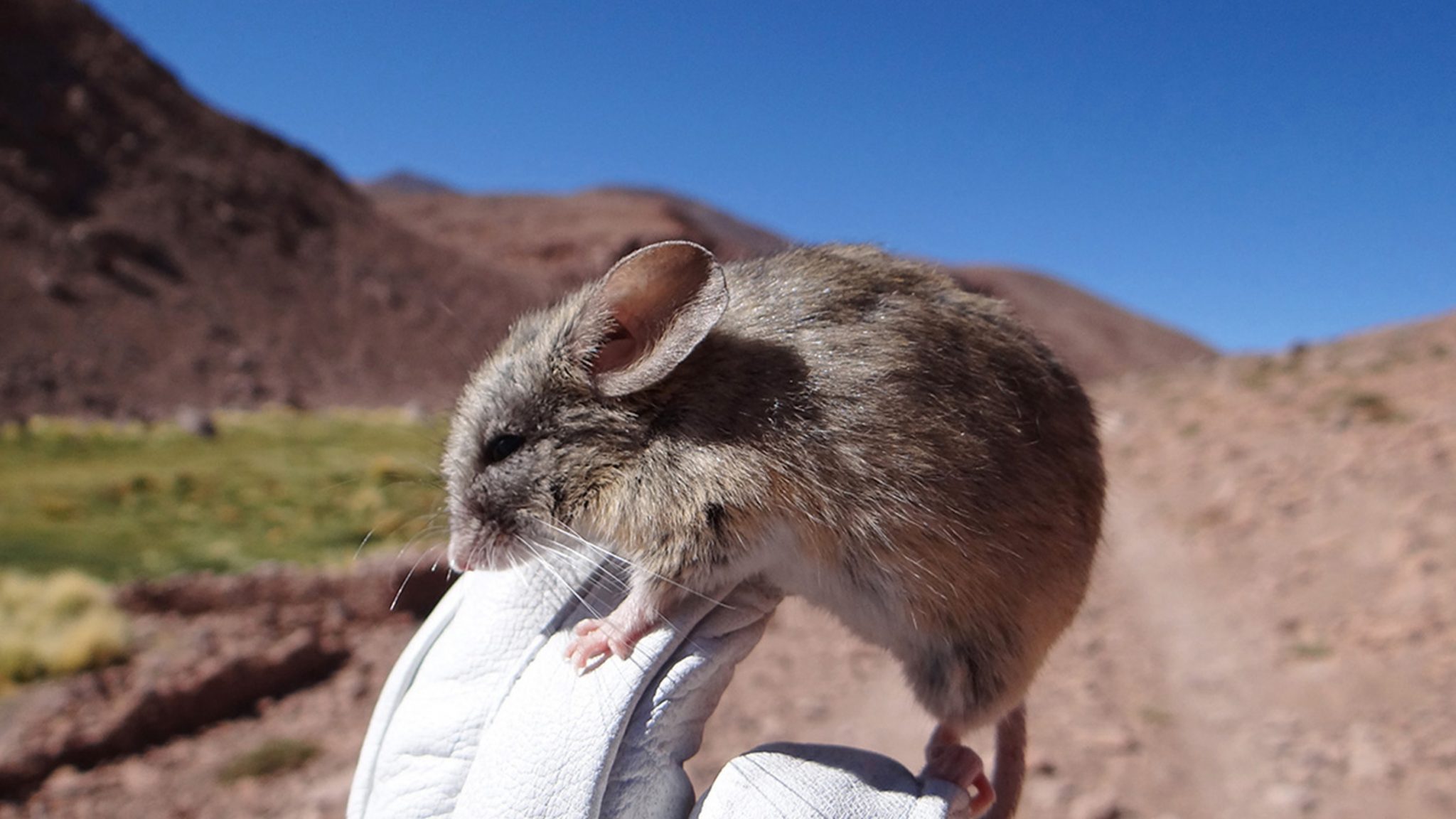 The Strange Case of the Marvelous Mountaineering Mice » Explorersweb