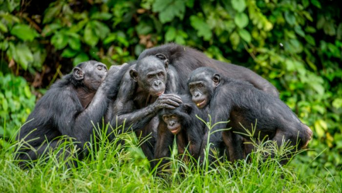 Bonobos Often 'Make Friends' With Strangers » Explorersweb