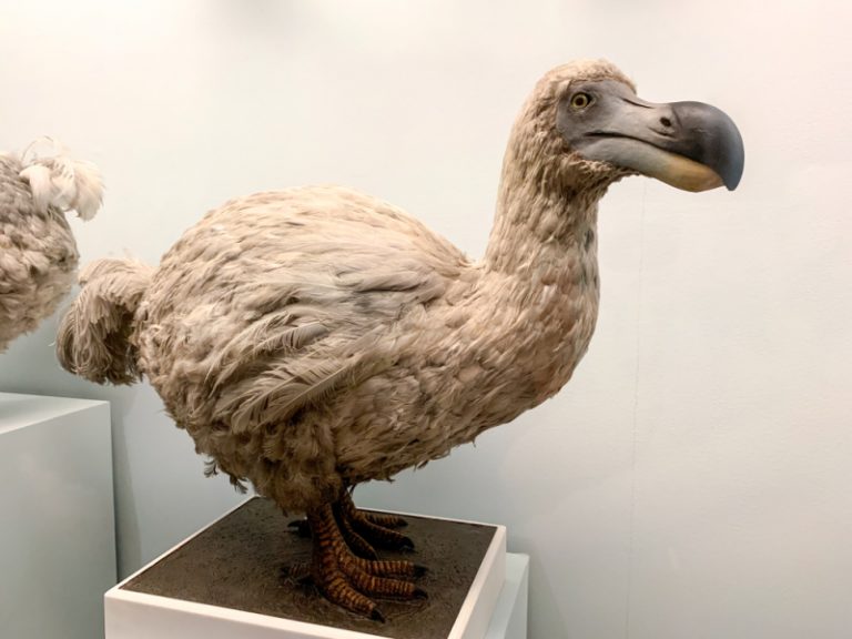 Should the Dodo Be Brought Back to Life? » Explorersweb