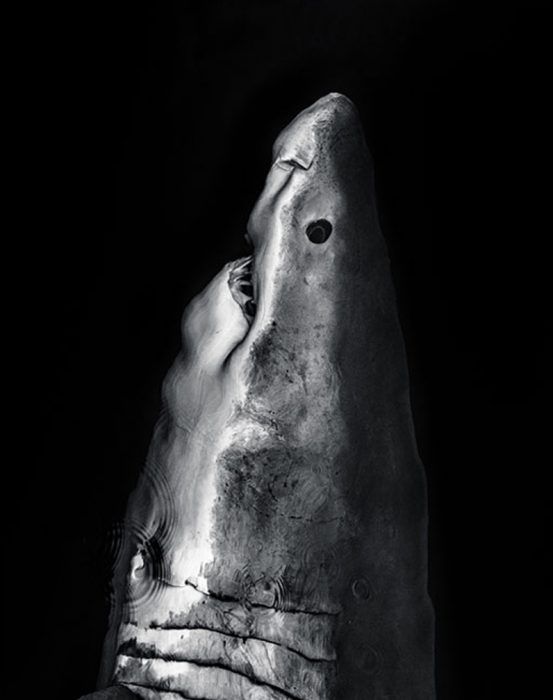 Shark Attack Survivor Mike Coots Became a Shark Advocate » Explorersweb