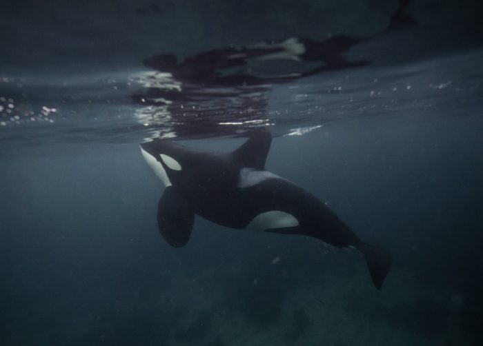 Rare Footage Captures Aging Orca's Peaceful Last Moments » Explorersweb