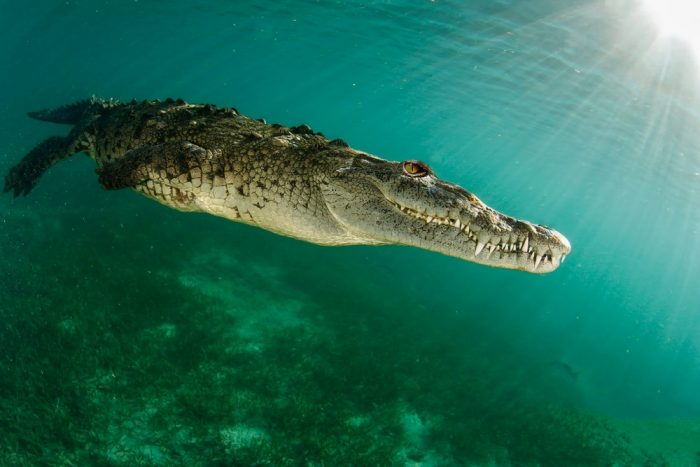 Giant Crocodile Jumps Into Fisherman's Boat » Explorersweb