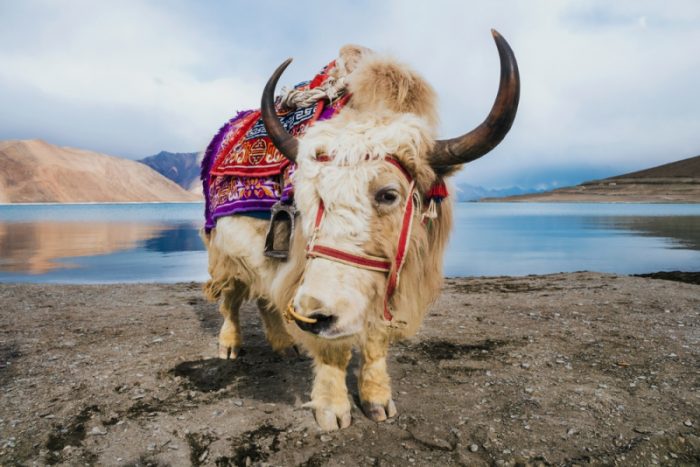 Yaks Domesticated 2,500 Years Ago on Tibetan Plateau » Explorersweb