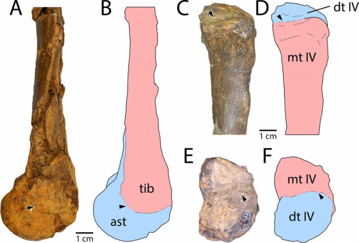 New Dinosaur Marks Second ‘Chicken from Hell’ » Explorersweb