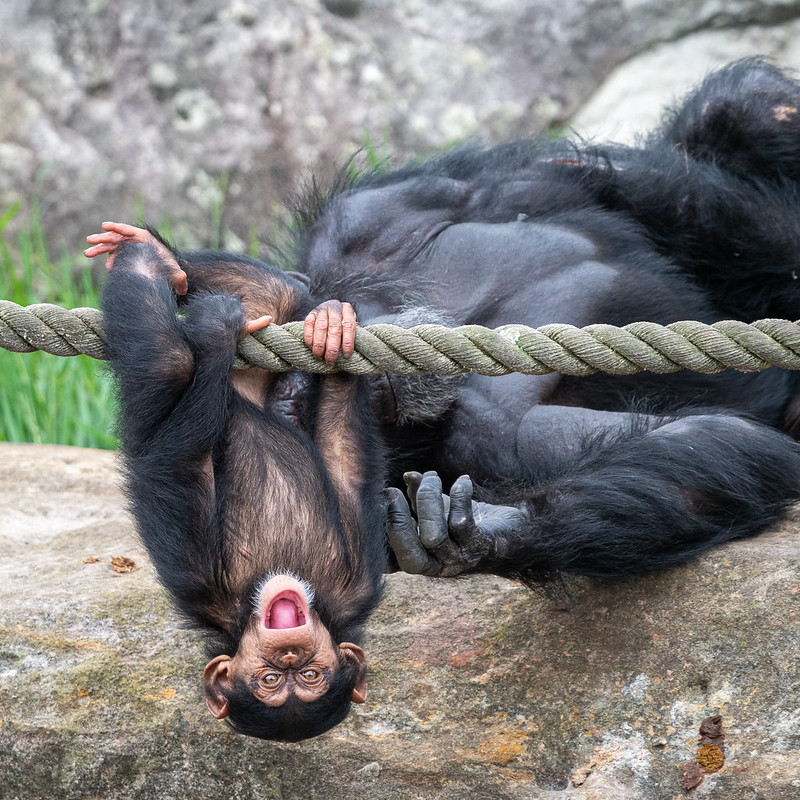 Monkey Business: Apes Joke All the Time, Apparently » Explorersweb