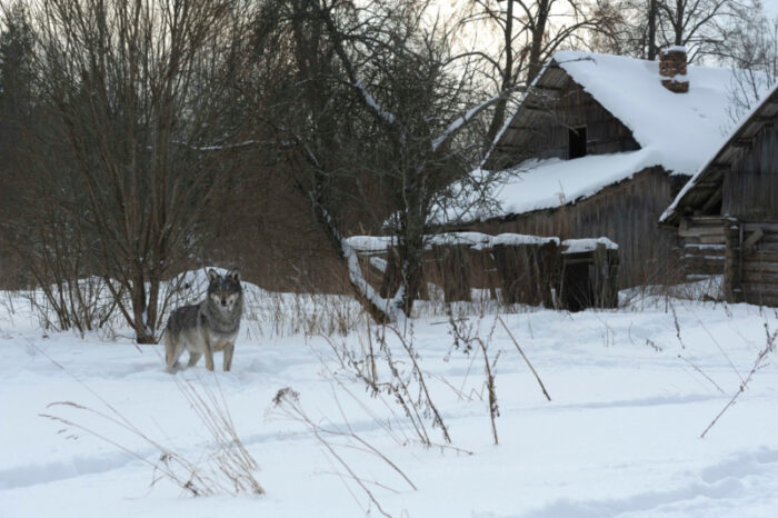 Chornobyl's Mutant Wolves Resist Cancer » Explorersweb