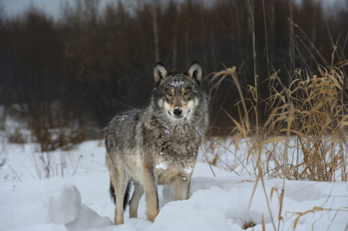 Chornobyl's Mutant Wolves Resist Cancer » Explorersweb