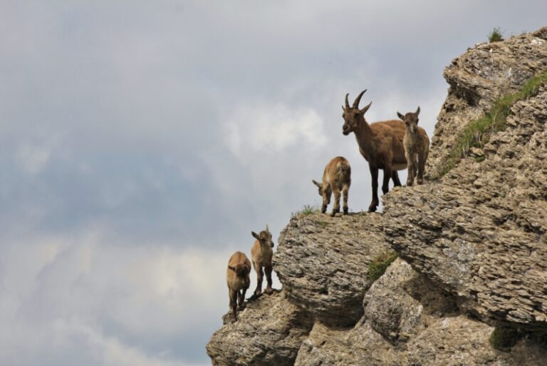 Too Hot for Them: Alpine Ibex Now Prefer Moving at Night, Despite ...
