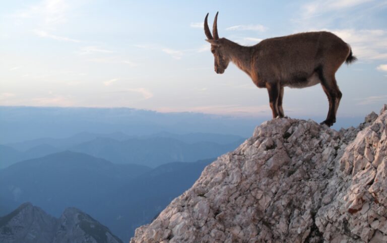 Too Hot for Them: Alpine Ibex Now Prefer Moving at Night, Despite ...