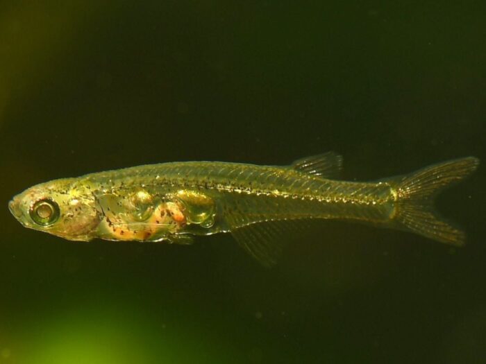 One of the World's Tiniest Fishes Makes a Sound Like a Gunshot ...