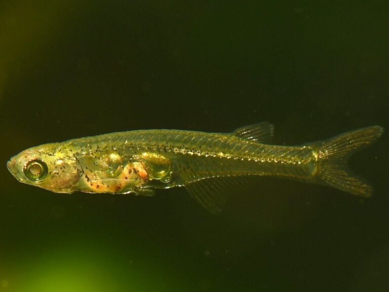 One of the World's Tiniest Fishes Makes a Sound Like a Gunshot ...