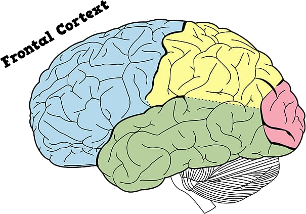 How the education storytelling game Happy Zebra was mode - Mahdi Mamouri