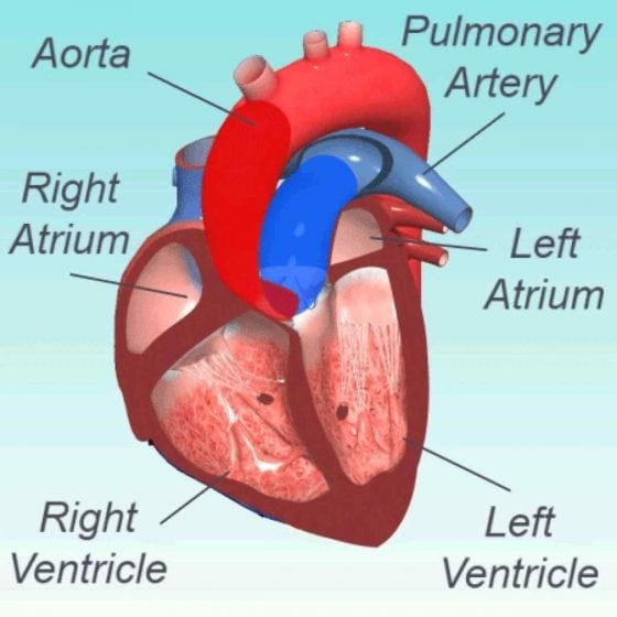 Racing Heart: How Running Affects The Heart – iRunFar
