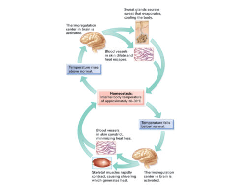 Shivering Science: The Science of Cold Adaptation – iRunFar