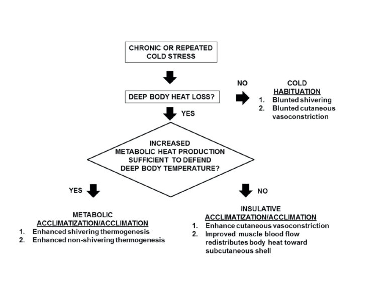 Shivering Science: The Science of Cold Adaptation – iRunFar