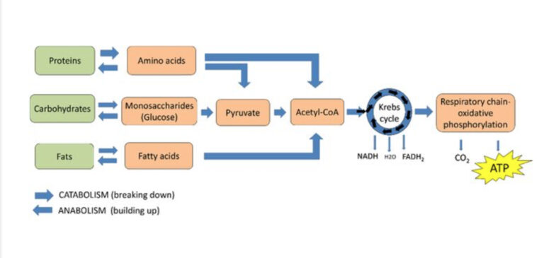 Fuel for the Long Run: The Science of Different Fuel Sources – iRunFar