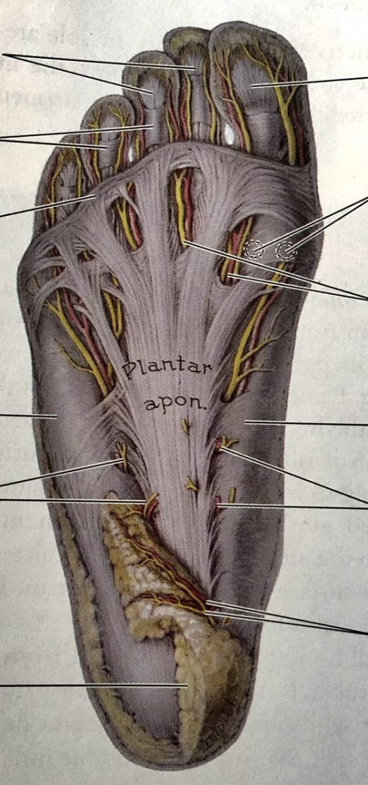 Haglund’s Deformity and Other Causes of Heel Pain in Runners – iRunFar