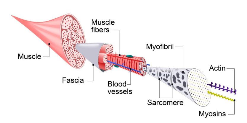 Skeletal muscle showing fascia – iRunFar