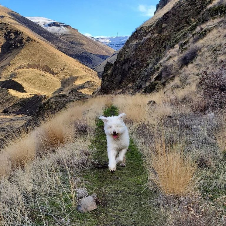 Trail Dogs Photo Gallery – iRunFar