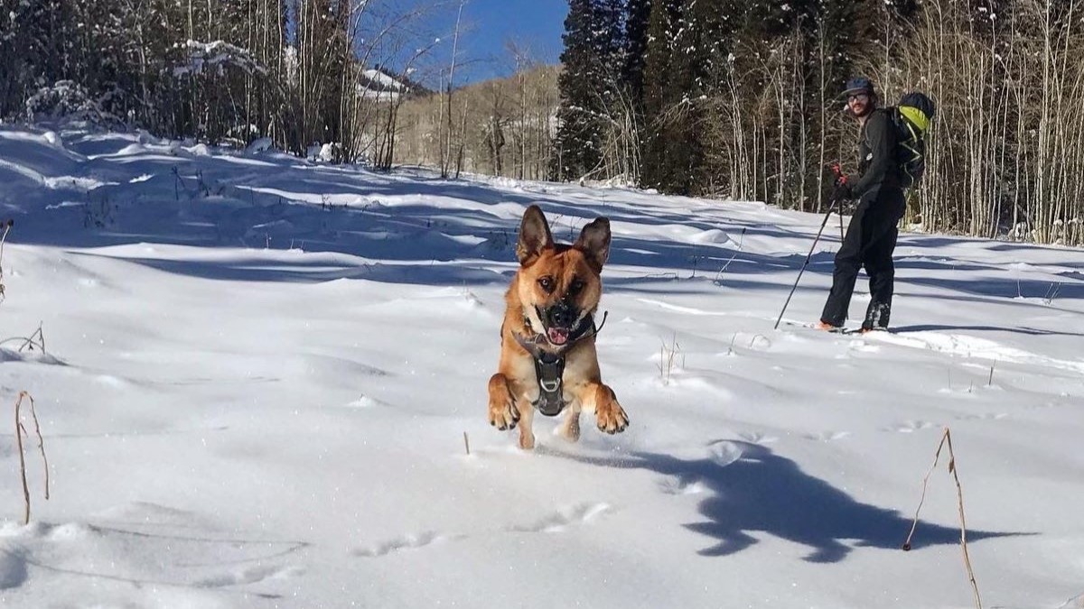 Trail Dogs Photo Gallery – iRunFar