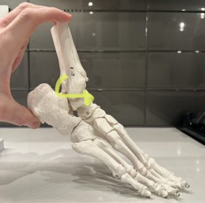 Using the Belt Ankle Stretch to Heal Ankle Injuries and Increase Ankle ...