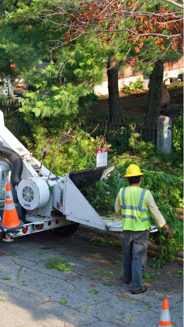 Maya's Tree Service – Serving Santa Barbara County