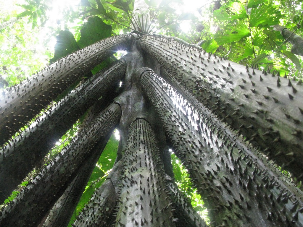 Socratea Exorrhiza - The Walking Palm Trees