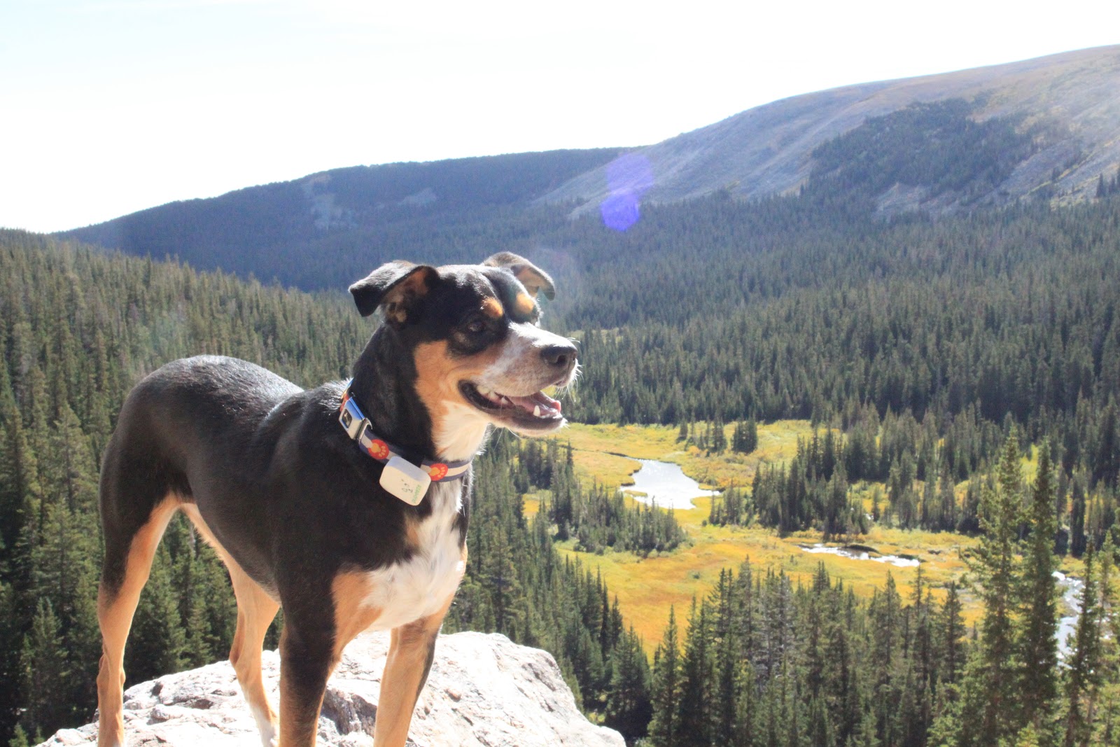 How I Created And Launched A Fitbit For Dogs - Starter Story