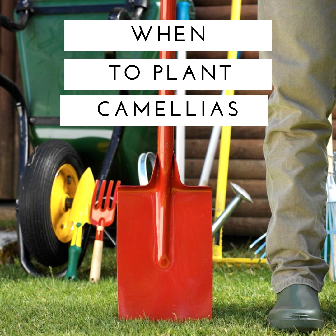 How We Expanded Our Local Plant Nursery To An Online Business