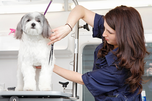 How These Two Friends Started A $250K/Month Professional Pet Care