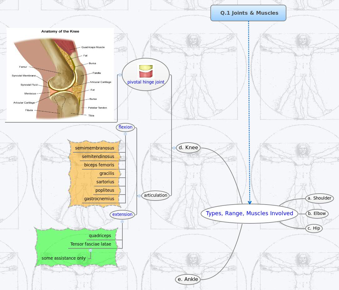 Q.1 Joints & Muscles - Xmind - Mind Mapping Software