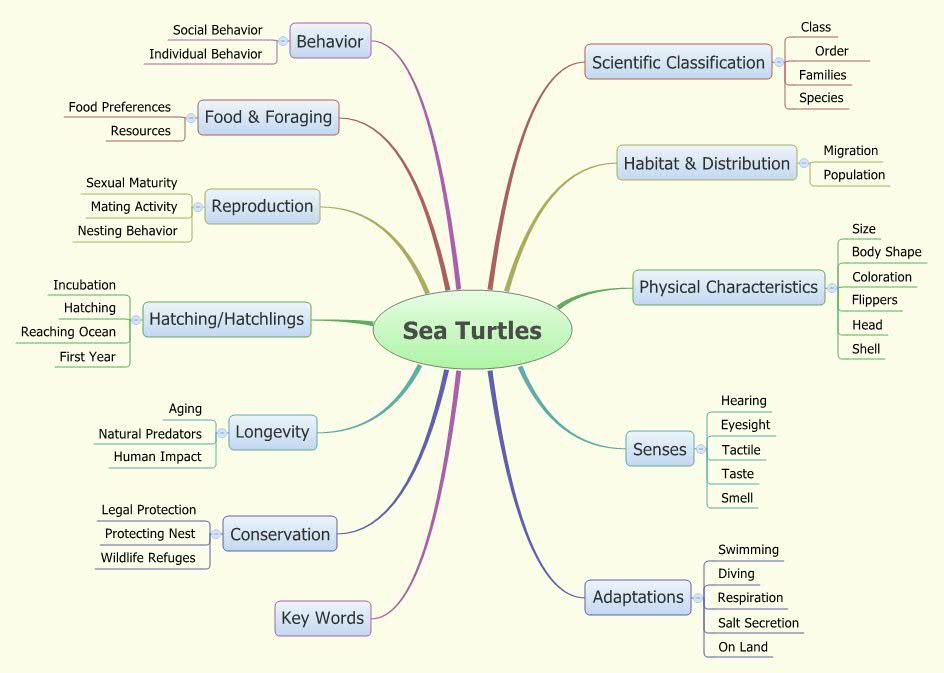 Sea Turtles | jessica_orchitt - Xmind