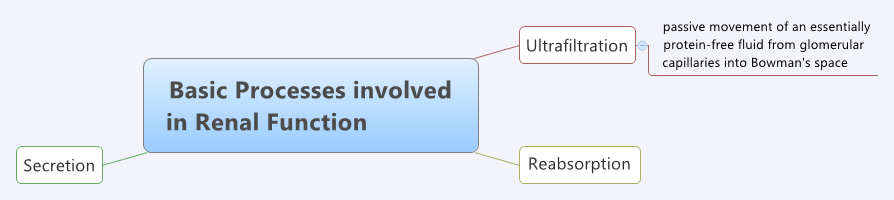 Basic Processes involved in Renal Function - XMind - Mind Mapping Software
