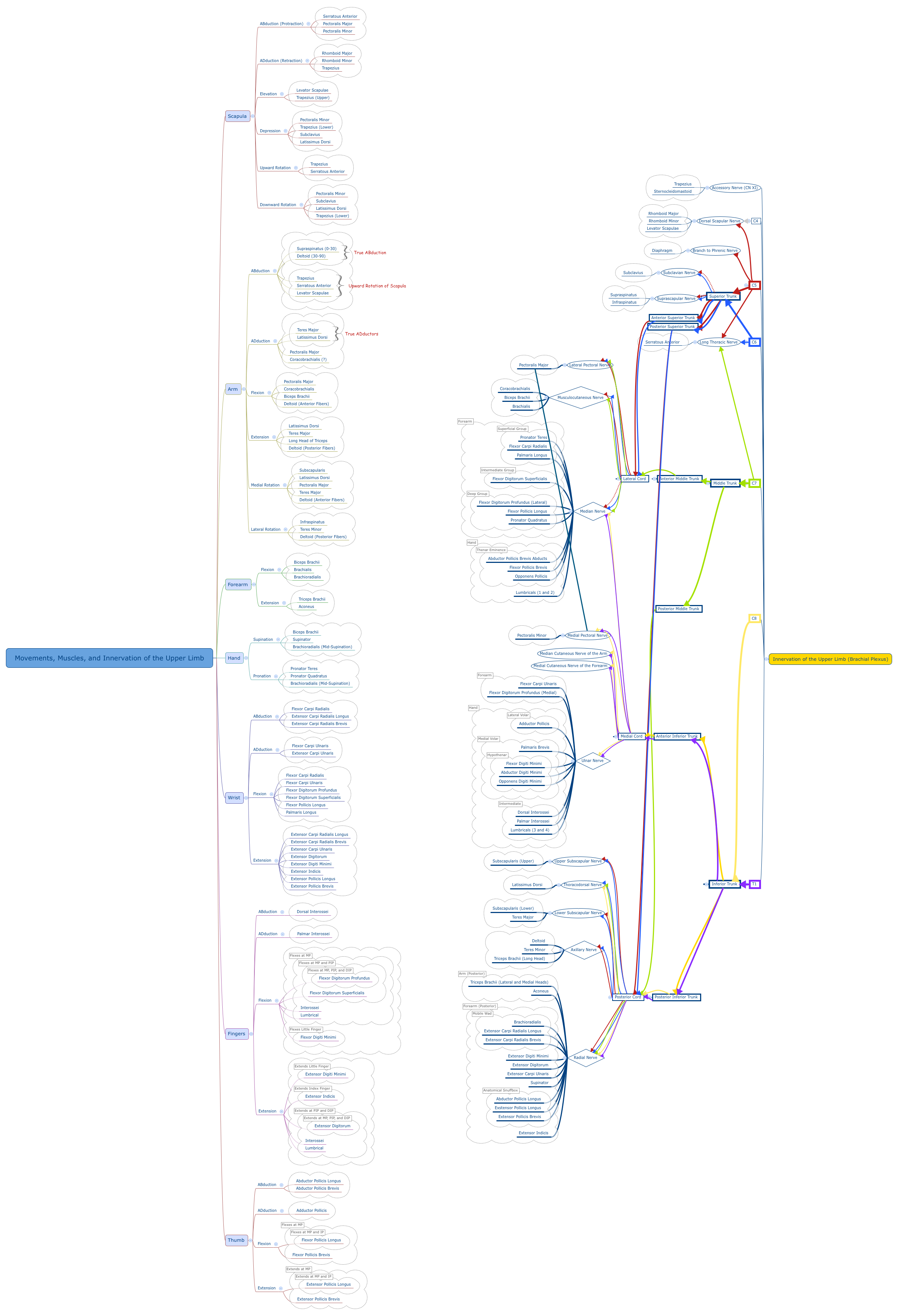 Movements, Muscles, and Innervation of the Upper Limb - XMind - Mind ...