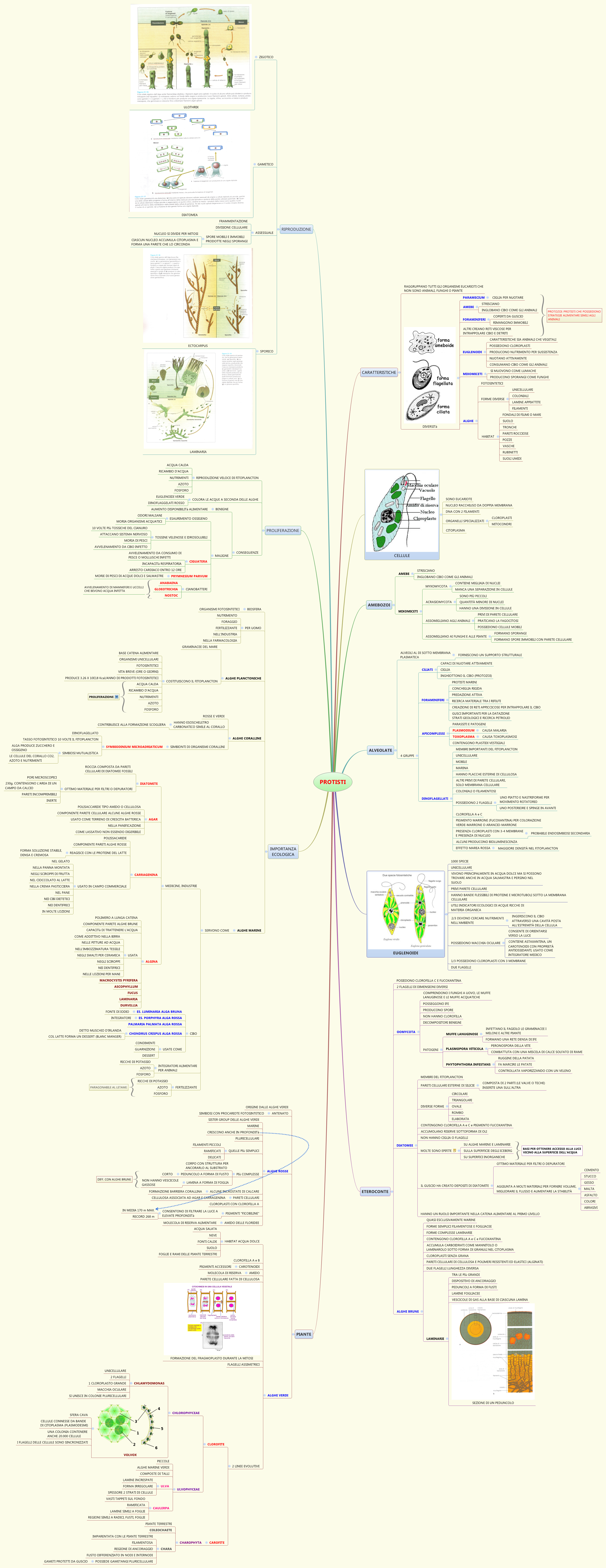 PROTISTI - XMind - Mind Mapping Software
