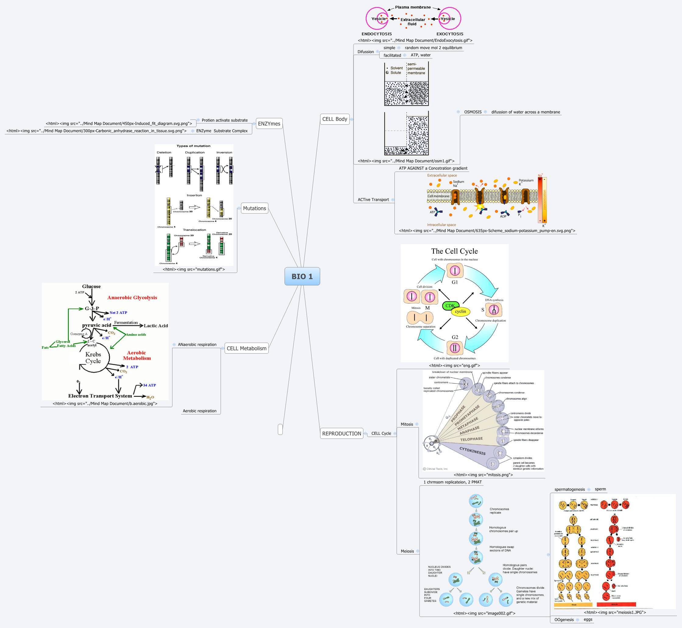BIO 1 - Xmind - Mind Mapping App