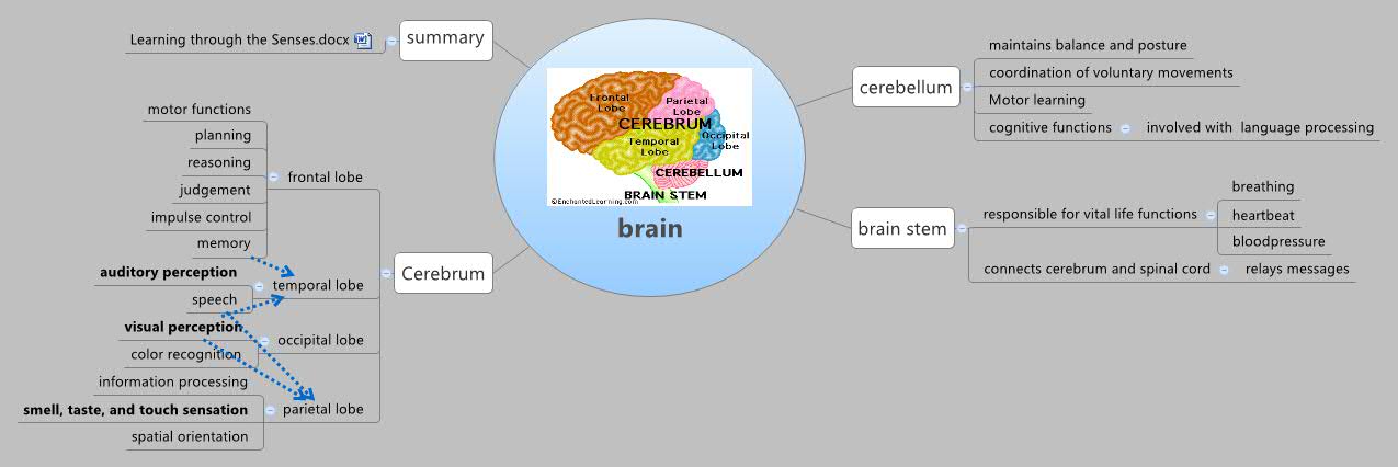 brain | staciecampo - Xmind