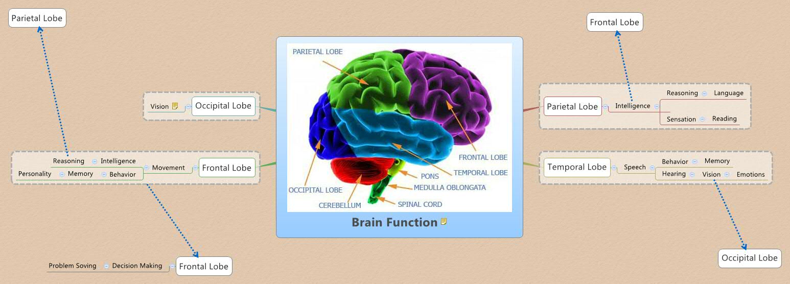 Concept Map Of The Brain - United States Map