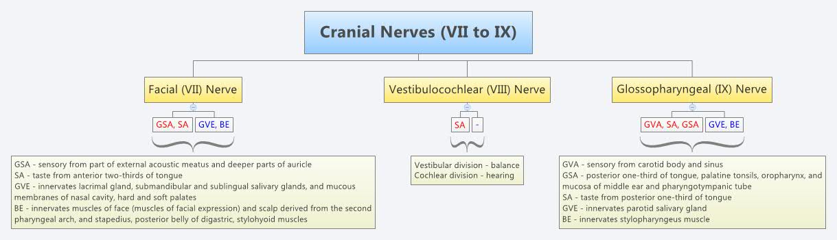 Cranial Nerves (VII to IX) - XMind - Mind Mapping Software