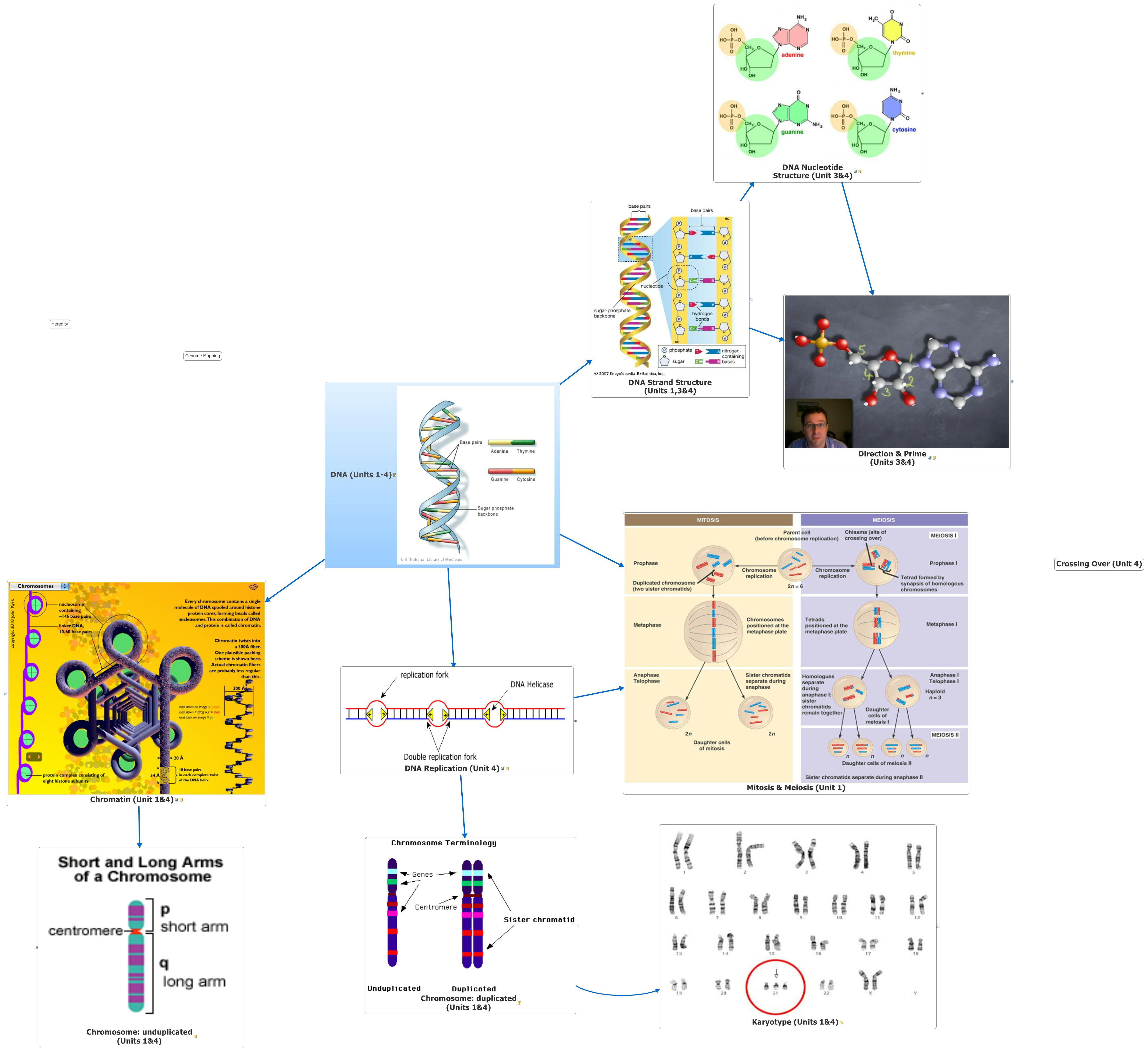 DNA (Units 1-4) | jeffsmith8 - Xmind
