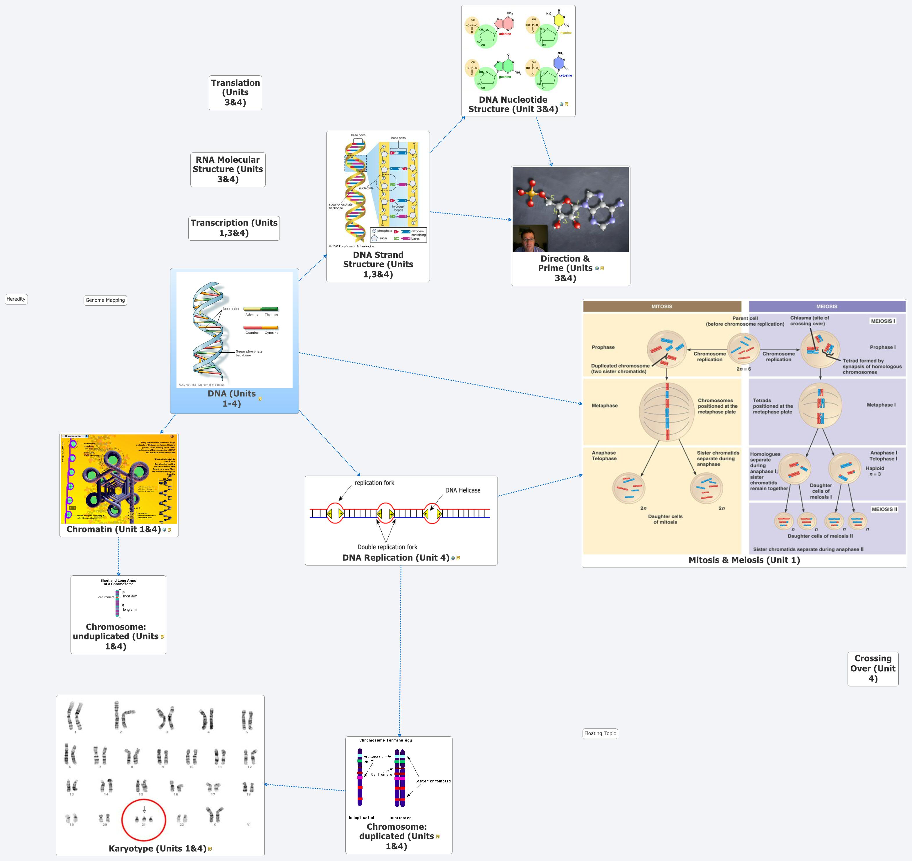 DNA (Units 1-4) | jeffsmith8 - Xmind