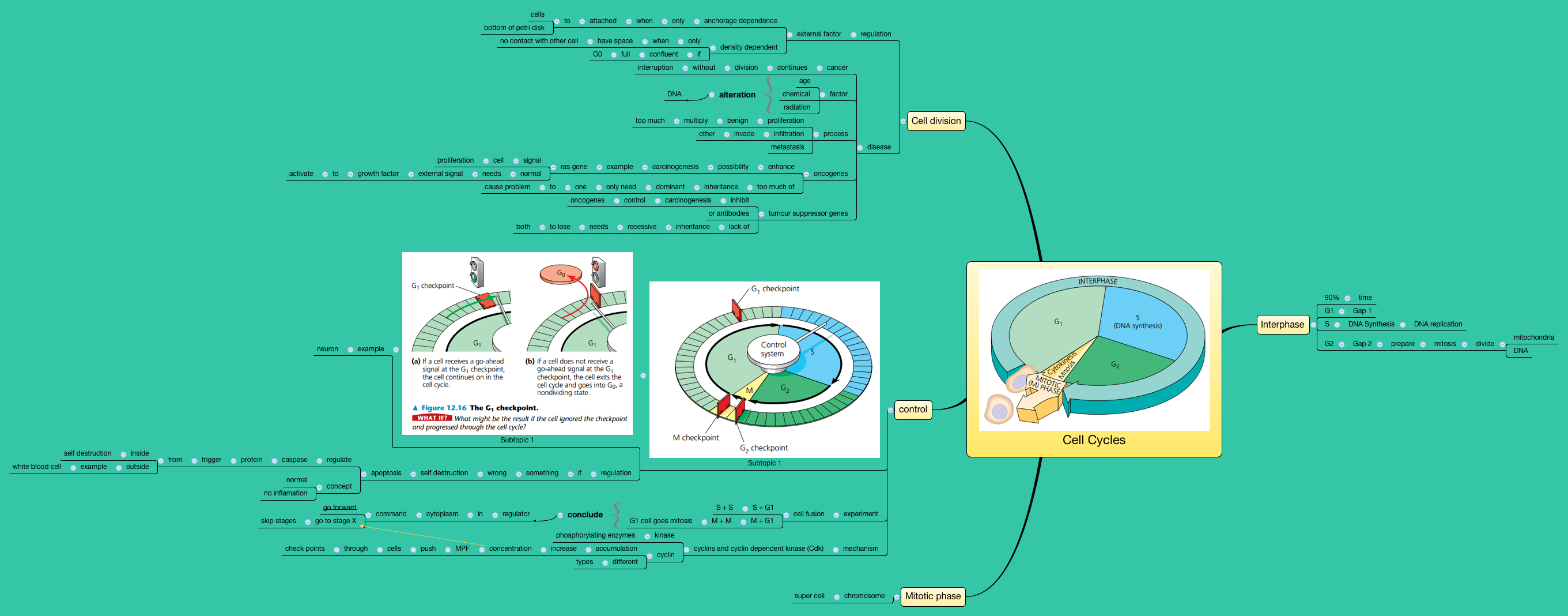 Cell Cycles - Xmind - Mind Mapping Software