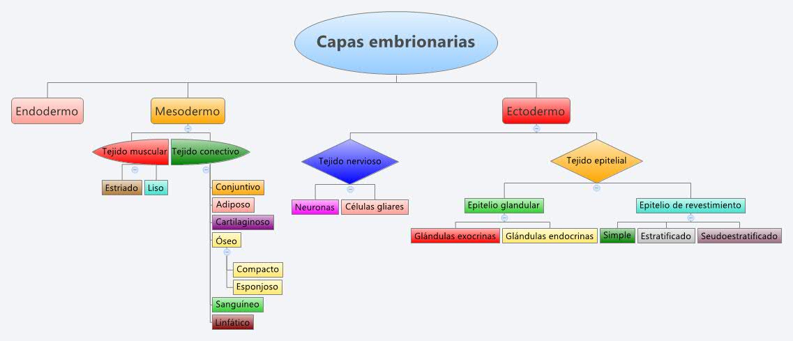 Capas embrionarias - XMind - Mind Mapping Software