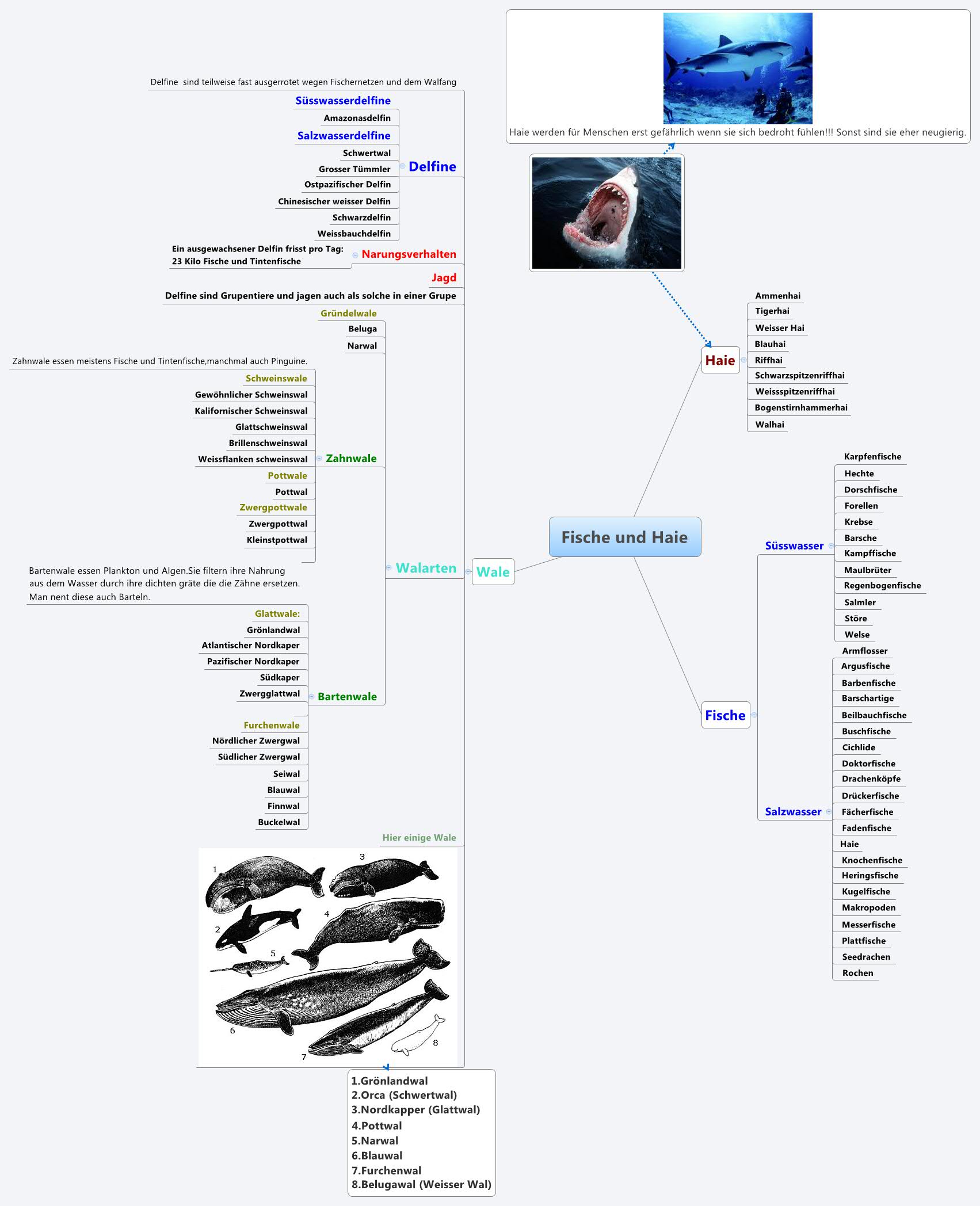 Fische und Haie - XMind - Mind Mapping Software