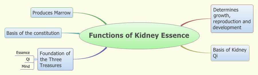 Functions of Kidney Essence | dmj2012 - Xmind
