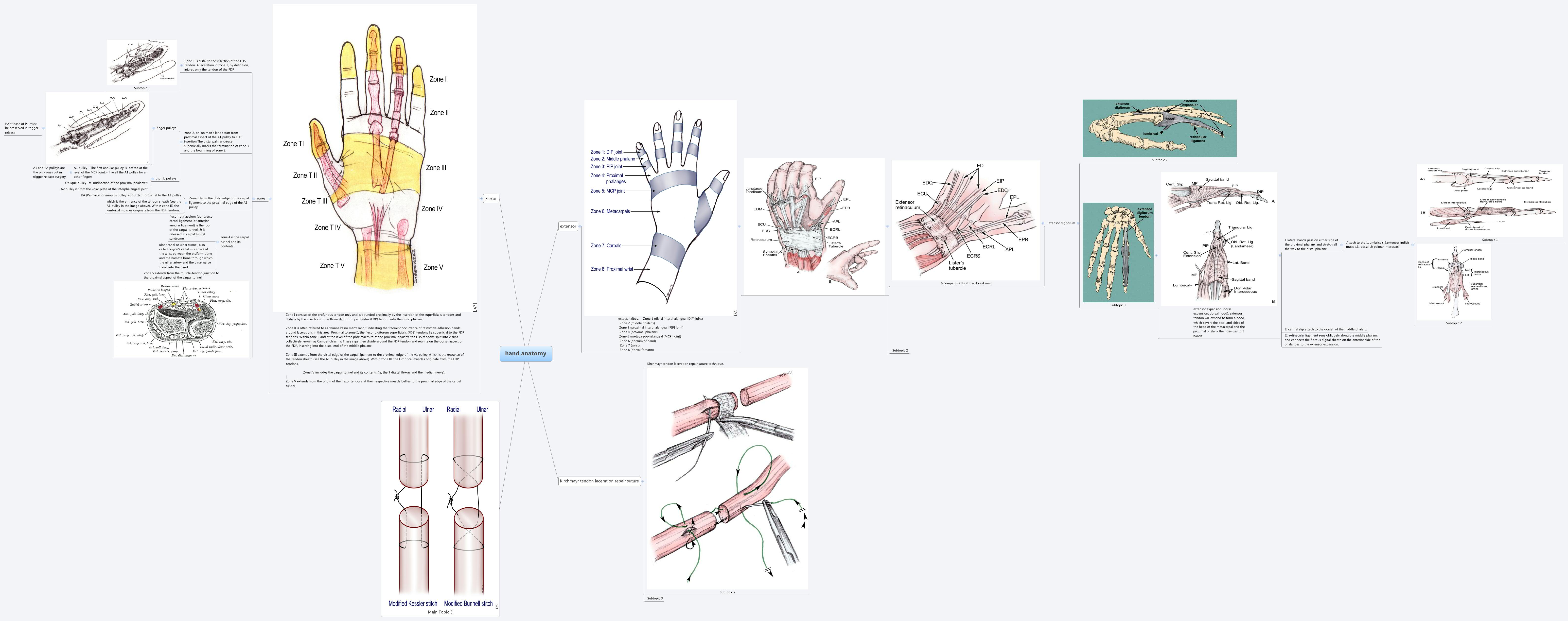 hand anatomy - XMind - Mind Mapping Software