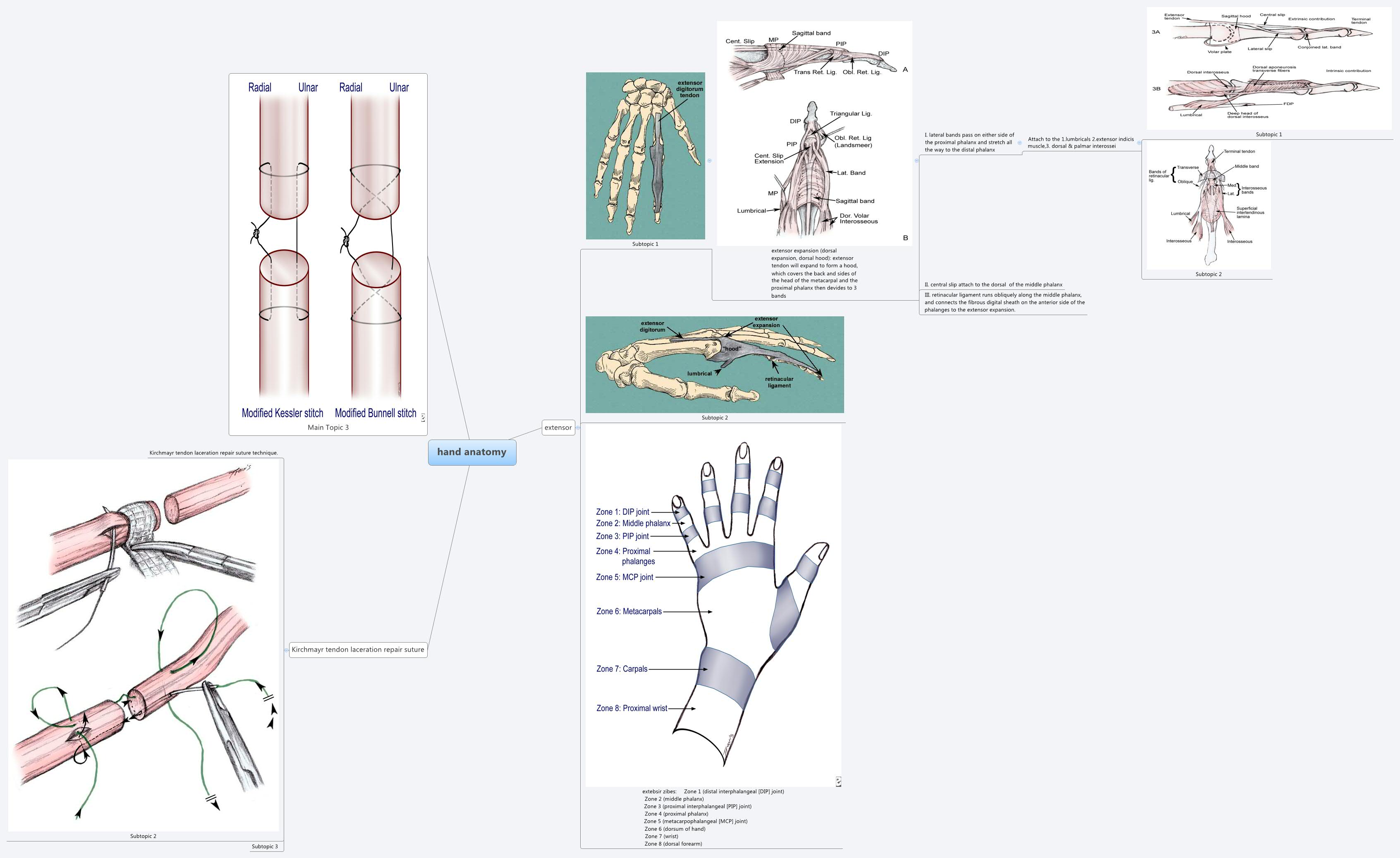 hand anatomy - XMind - Mind Mapping Software