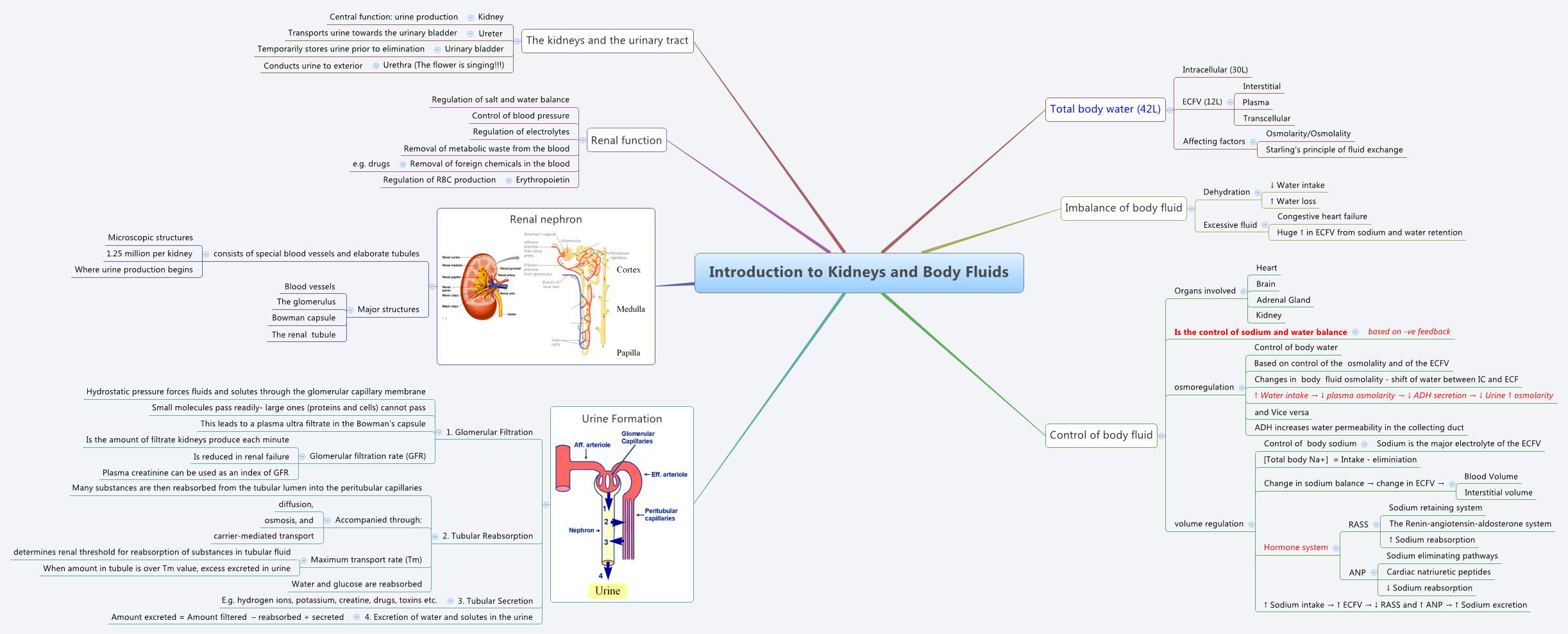 Introduction to Kidneys and Body Fluids - XMind - Mind Mapping Software