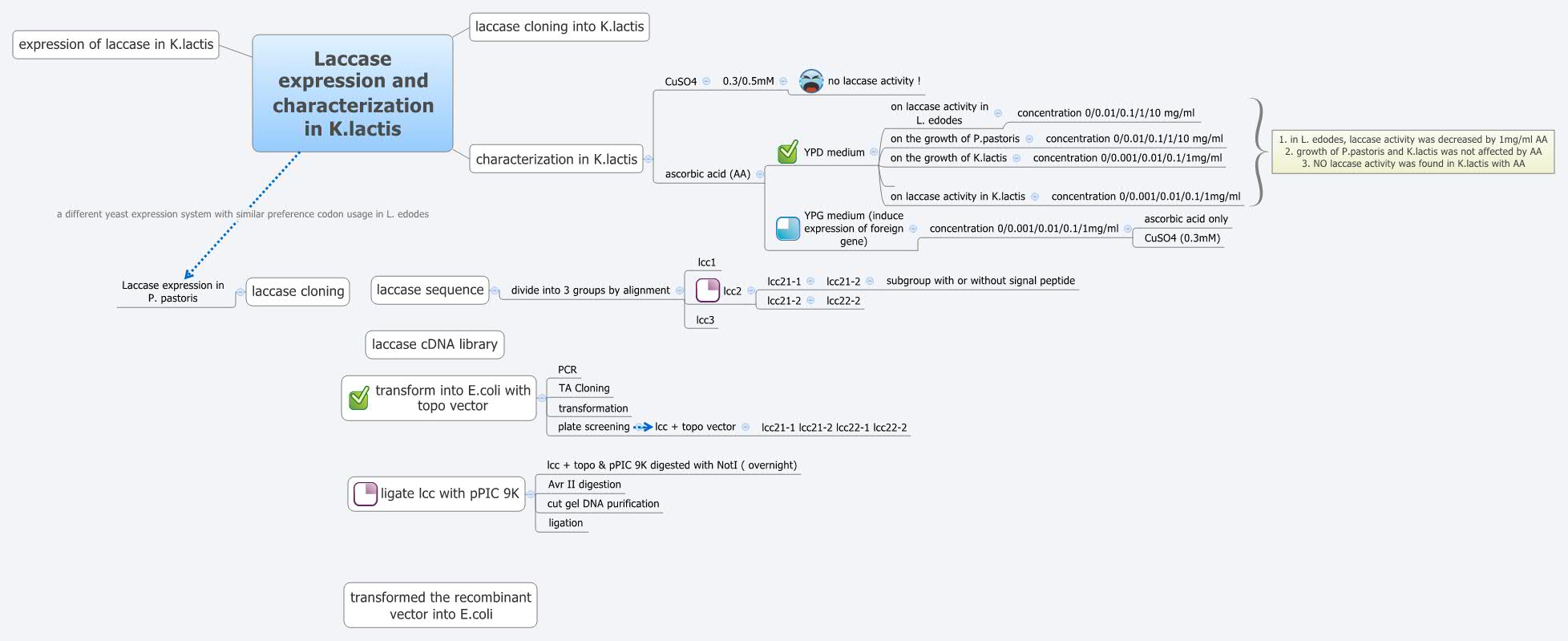 Laccase expression and characterization in K.lactis | sherry_law - Xmind