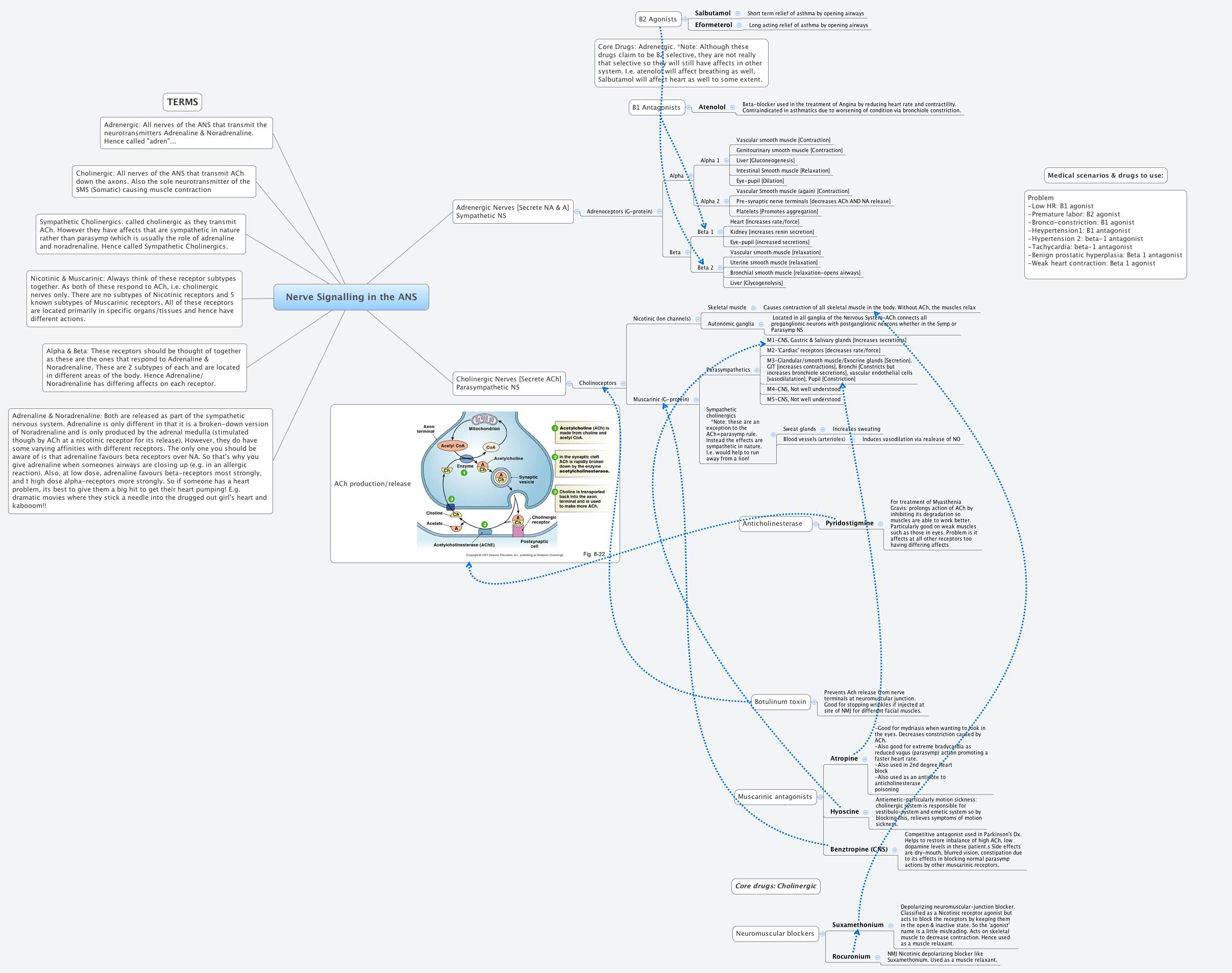 Nerve Signalling in the ANS - XMind - Mind Mapping Software